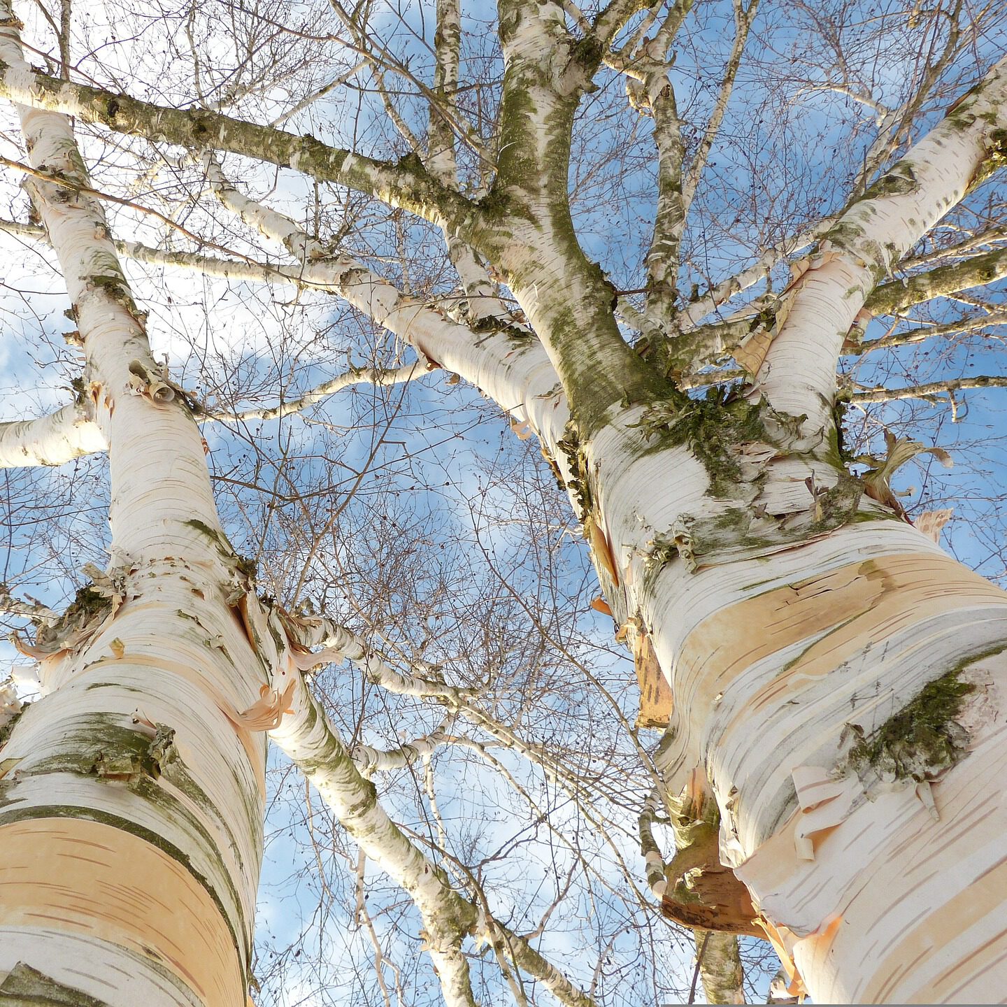 Birke: Wofür verwendet man Birkenholz? – Pfenning – Massivholzmöbel