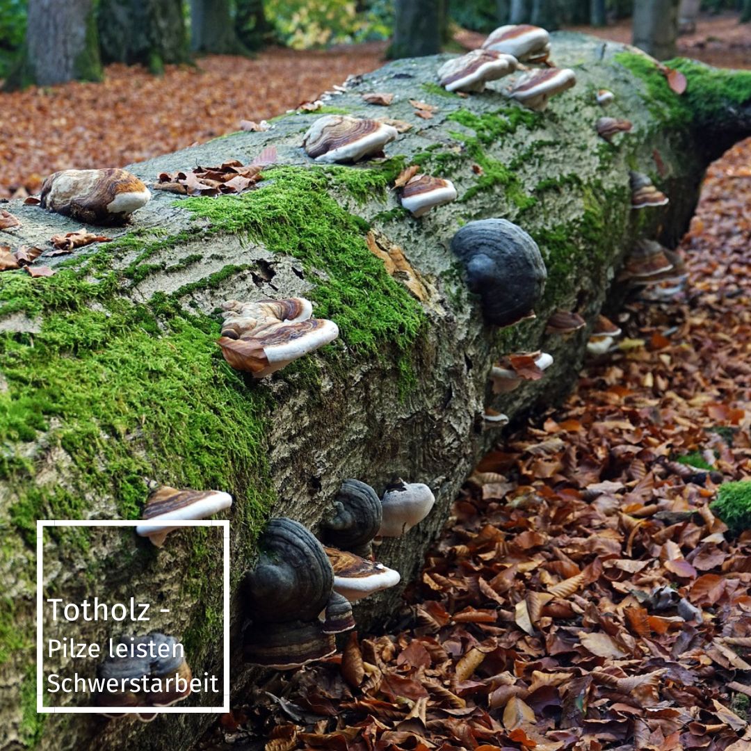 Warum liegt Totholz im Wald? Kinderleicht erklärt – Pfenning – Massivholzmöbel